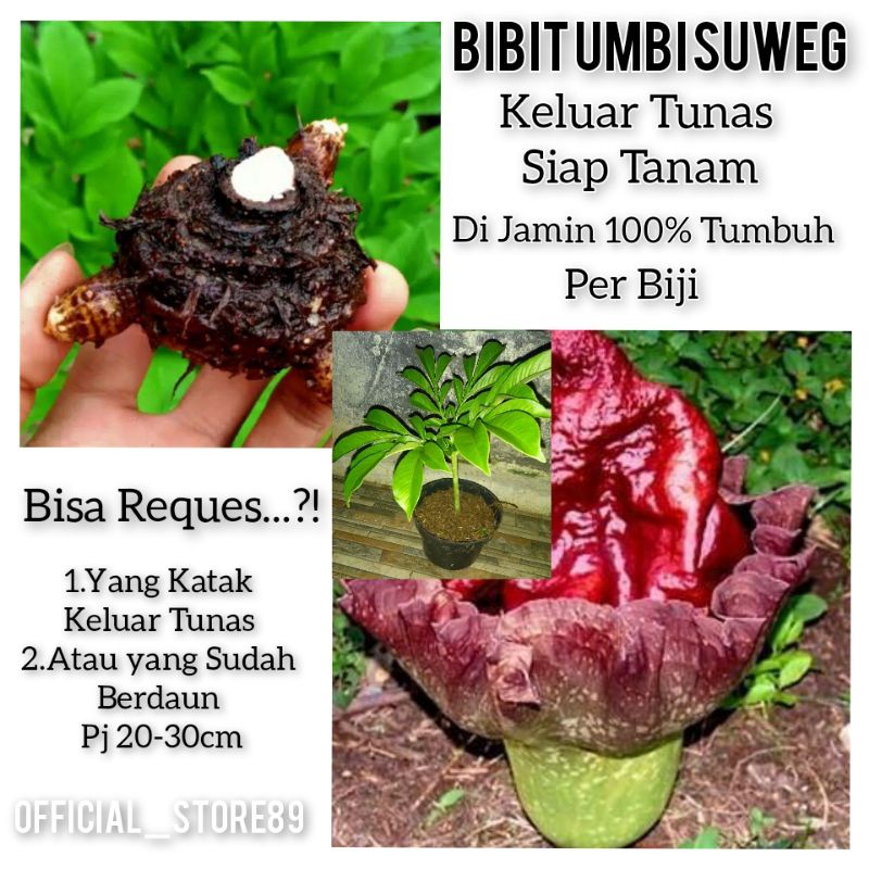 Jual BIBIT UMBI SUWEG KELUAR TUNAS PER BIJI SIAP TANAM | Shopee Indonesia