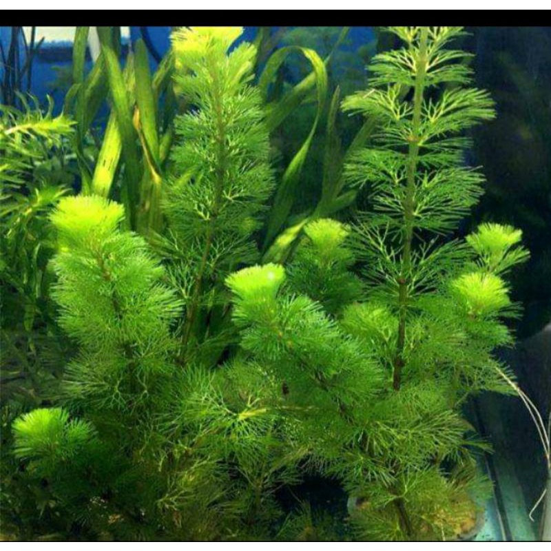 Jual ambulia tanaman aquascape aquarium | Shopee Indonesia