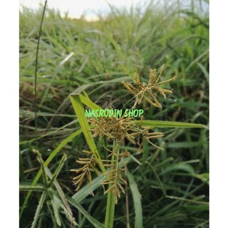 Jual RUMPUT TEKI LADANG UTUH 10 POHON / CYPERUS ROTUNDUS / DAUN TEKI ...