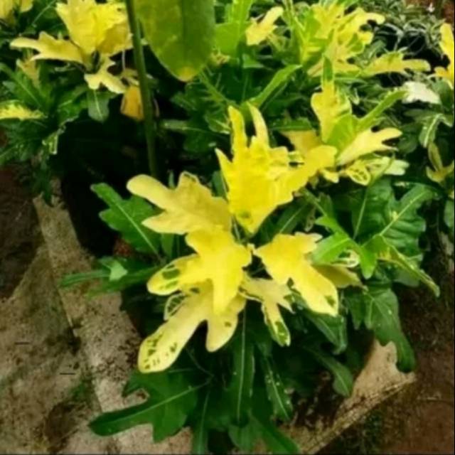 Jual Tanaman Hias Puring Terang Bulan | Shopee Indonesia