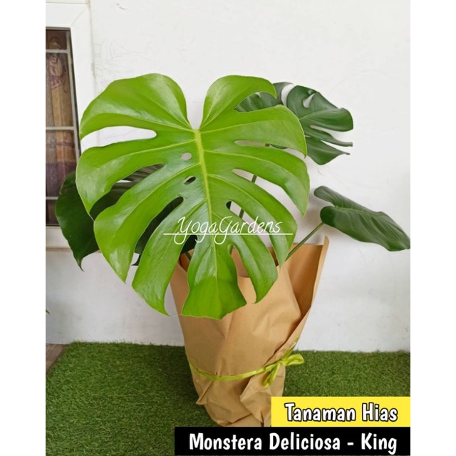 Jual Monstera deliciosa king - Monstera king | Shopee Indonesia