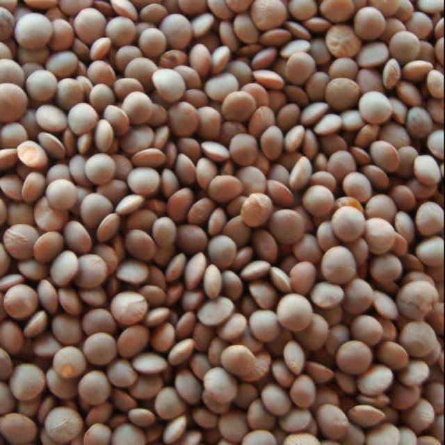 Jual Masoor Dal with skin - Red dal 500g | Shopee Indonesia