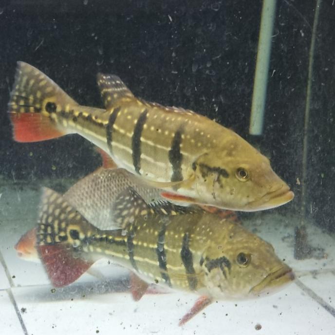 Harga Temensis Terbaru Mei 2023 |BigGo Indonesia