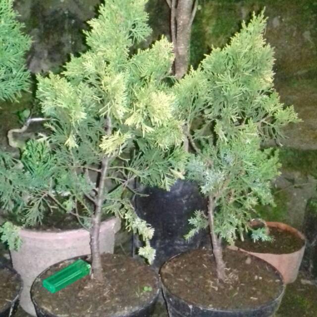 Jual Cemara golden murah | Shopee Indonesia