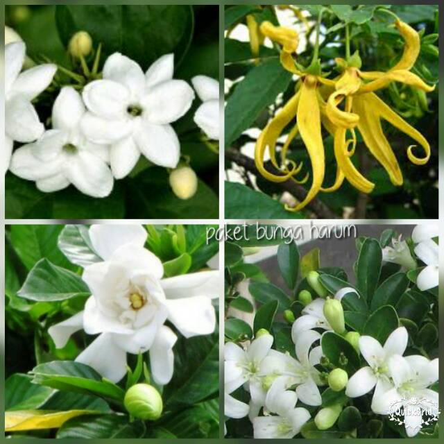 Jual Paket bibit bunga wangi | Shopee Indonesia