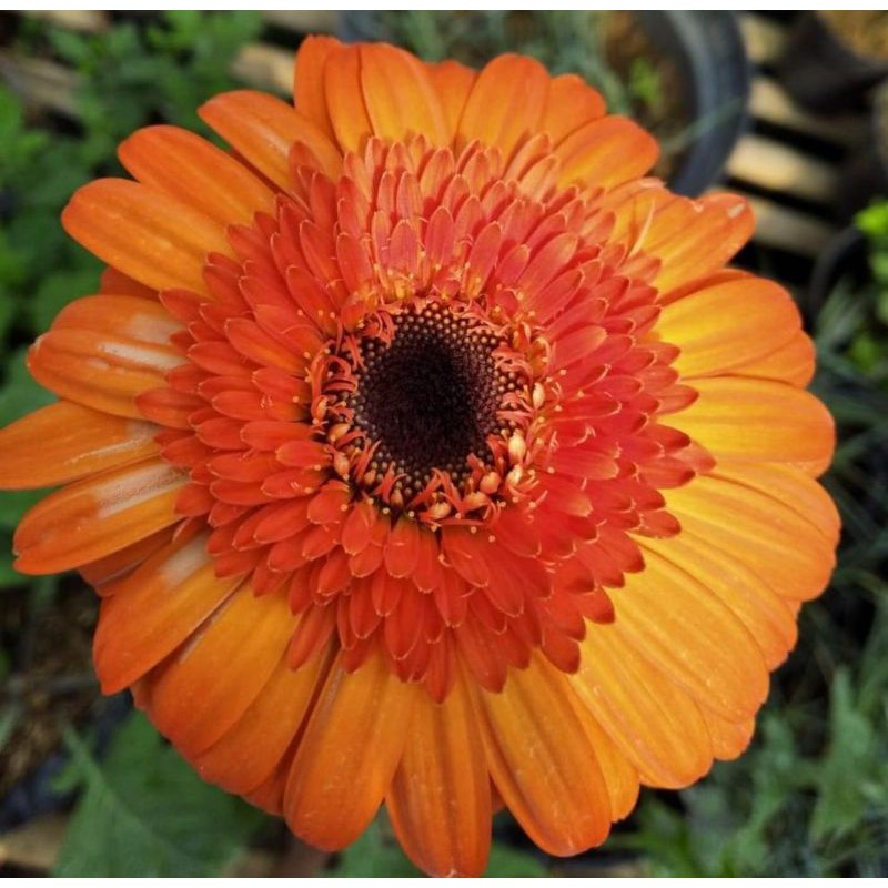 Jual Plant / tanaman bunga garbera siap berbunga (dikirim beserta media ...