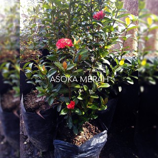 Jual Bibit Tanaman Bunga Asoka Soka Merah Pohon Pohon Bunga Asoka Bibit ...