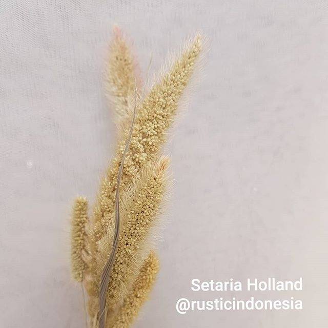 Jual Dried setaria holland sataria holand | Shopee Indonesia