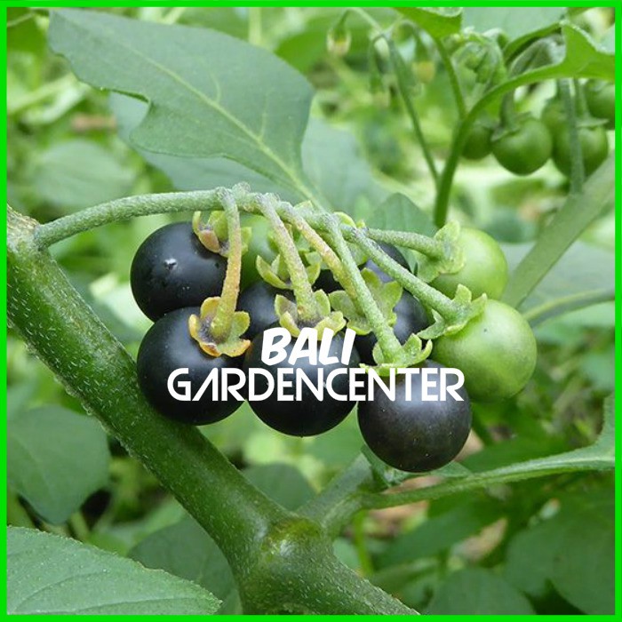 Jual Isi 100 Benih Biji Sayur Leunca Ranti - Solanum Nigrum L Indonesia ...