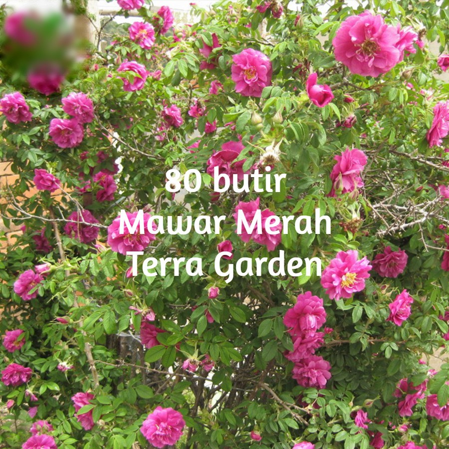 Jual Biji Benih Bunga Mawar Rambat Climbing Rose Bunga seeds | Shopee ...