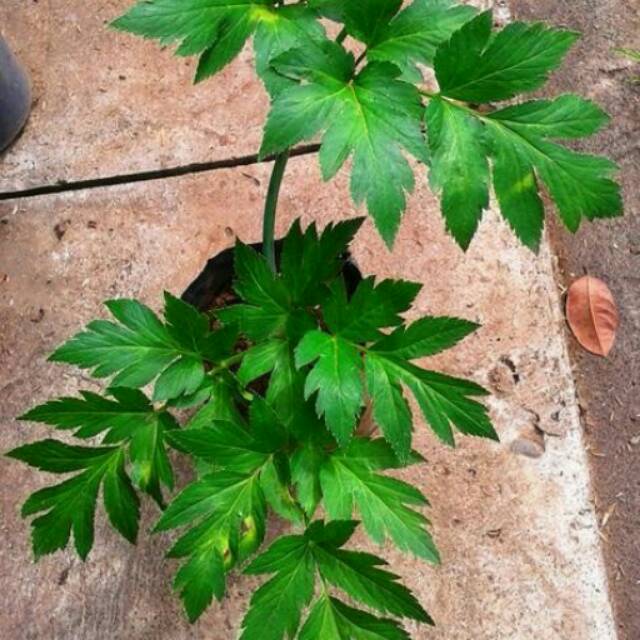 Jual Tanaman Membuat Awet Muda Secara Alami ( Ashitaba) | Shopee Indonesia
