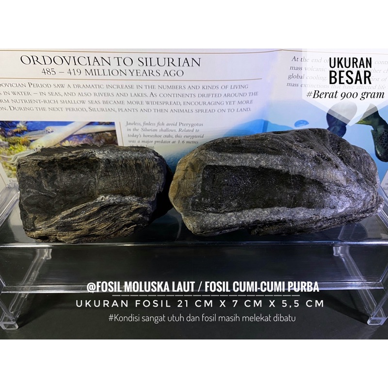 Jual Fosil Moluska Purba B77 atau Fosil Cumi Cumi atau Fosil Belemnite ...