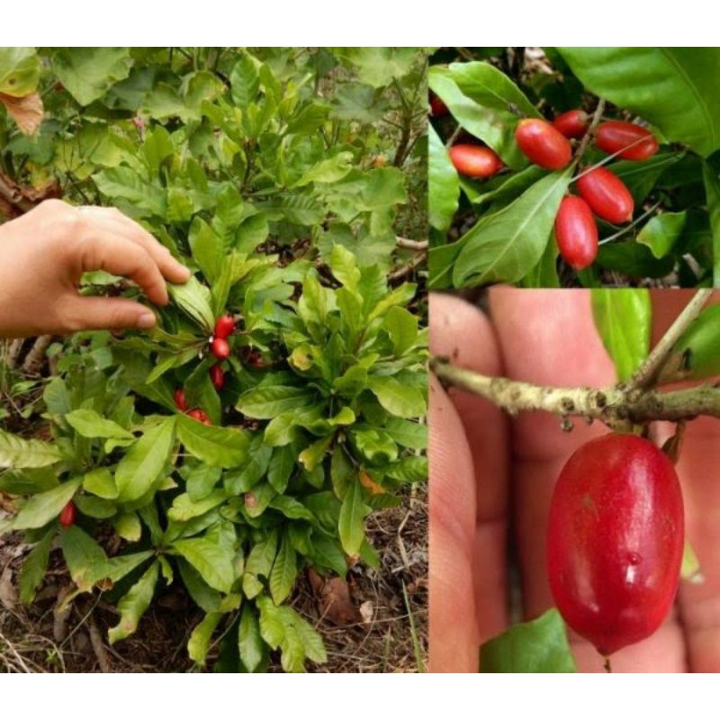 Jual bibit tanaman miracle fruit atau buah ajaib | Shopee Indonesia
