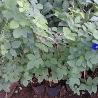 Jual Pohon telang tanaman herbal pohon bunga telang ungu | Shopee Indonesia