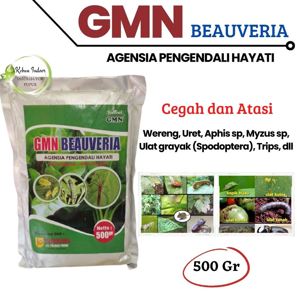Jual Agen Hayati Beauveria Bassiana, Pengendali Hama Petanian ...
