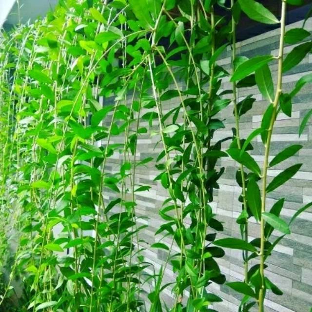 Tanaman hias rambat lee kwan yew - pohon menjuntai | Shopee Indonesia