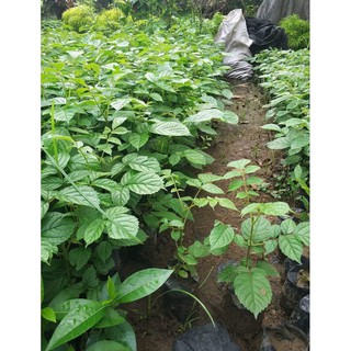 Jual Promo 10 Bibit Tanaman Pohon Sepatu Dea Merah Murah | Shopee Indonesia