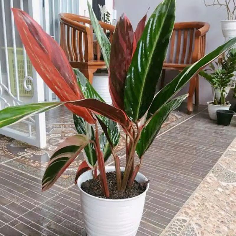 Jual Tanaman Hias Meranti Bali, Meranti Bali | Shopee Indonesia