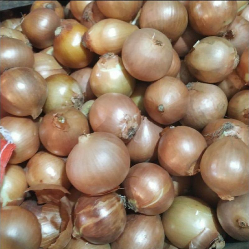 Jual Bombay besar / kecil perkilogram / 1kg | Shopee Indonesia