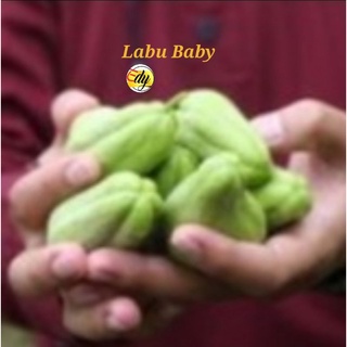 Jual Labu Baby per 1Kg labu kecil Lalapan Indonesia|Shopee Indonesia