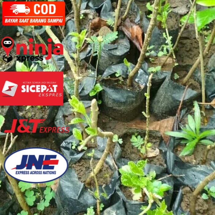 Jual BIBIT STEK TANAMAN KUMIS KUCING | Shopee Indonesia