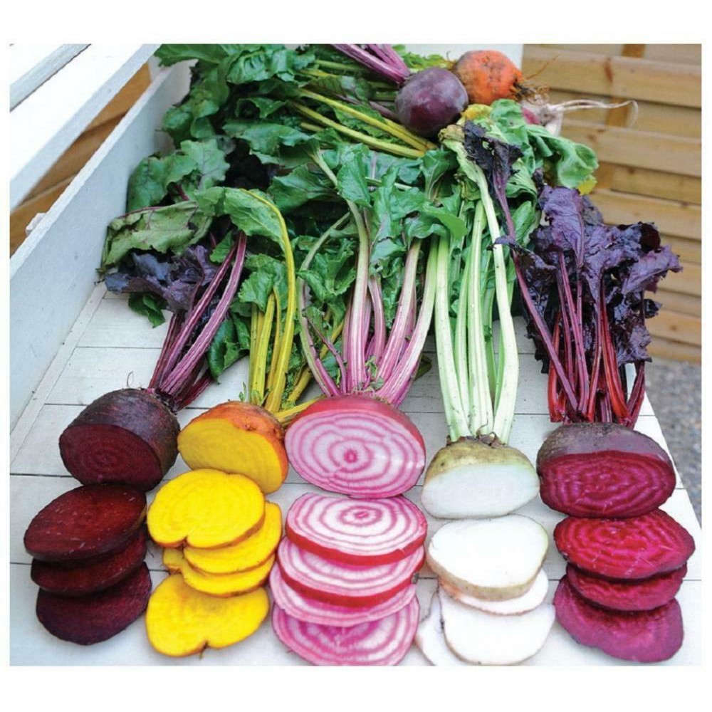 Jual Beetroot Rainbow Mix 50 Biji (Benih Biji Bibit Tanaman Sayur ...