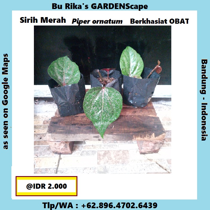 Jual SIRIH MERAH Piper ornatum Berkhasiat OBAT | Shopee Indonesia