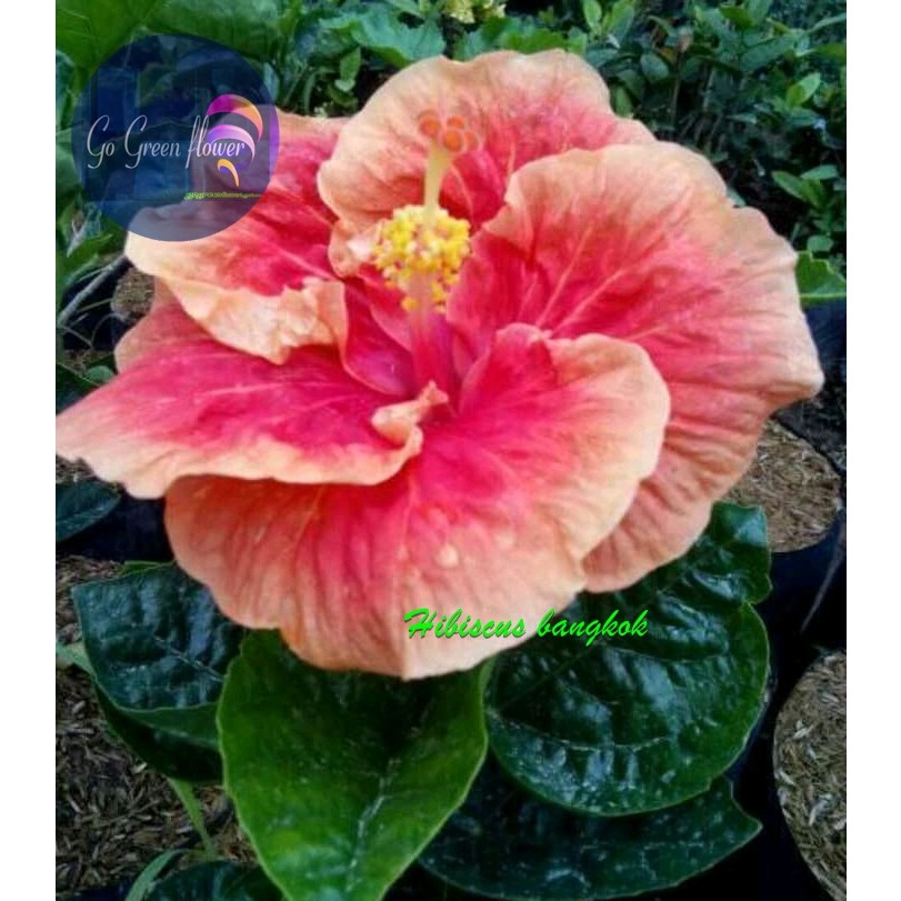 Simak! 33+ Harga Tanaman Bunga Kembang Sepatu yang Wajib Diketahui ...