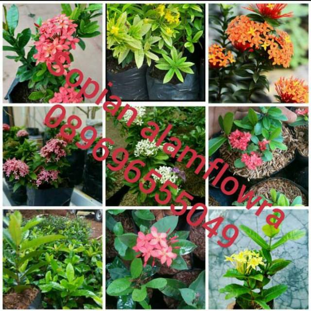 Jual tanaman asoka - bunga asoka - pohon asoka 1 paket | Shopee Indonesia