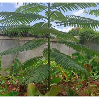 Jual pohon pakis brazil / pohon solobium ukuran 2 meter | Shopee Indonesia