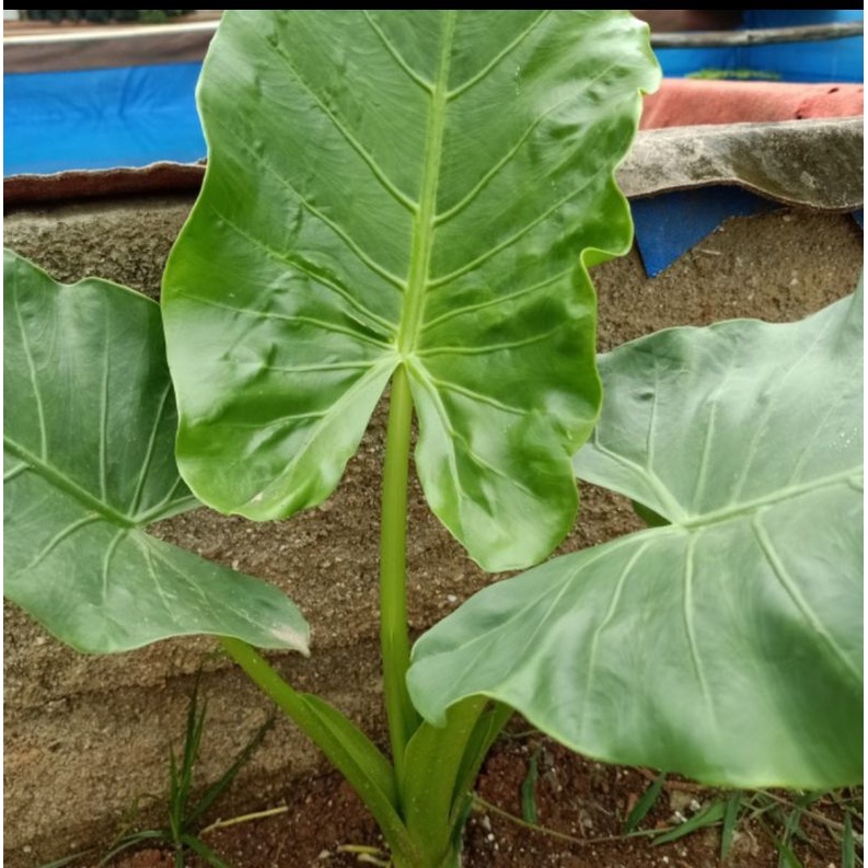 Jual tumbuhan makanan gurame pohon sente | Shopee Indonesia