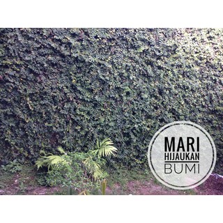 Jual Tanaman Rambat Dollar Kecil - Creeping Fig (Ficus repens Syn ...