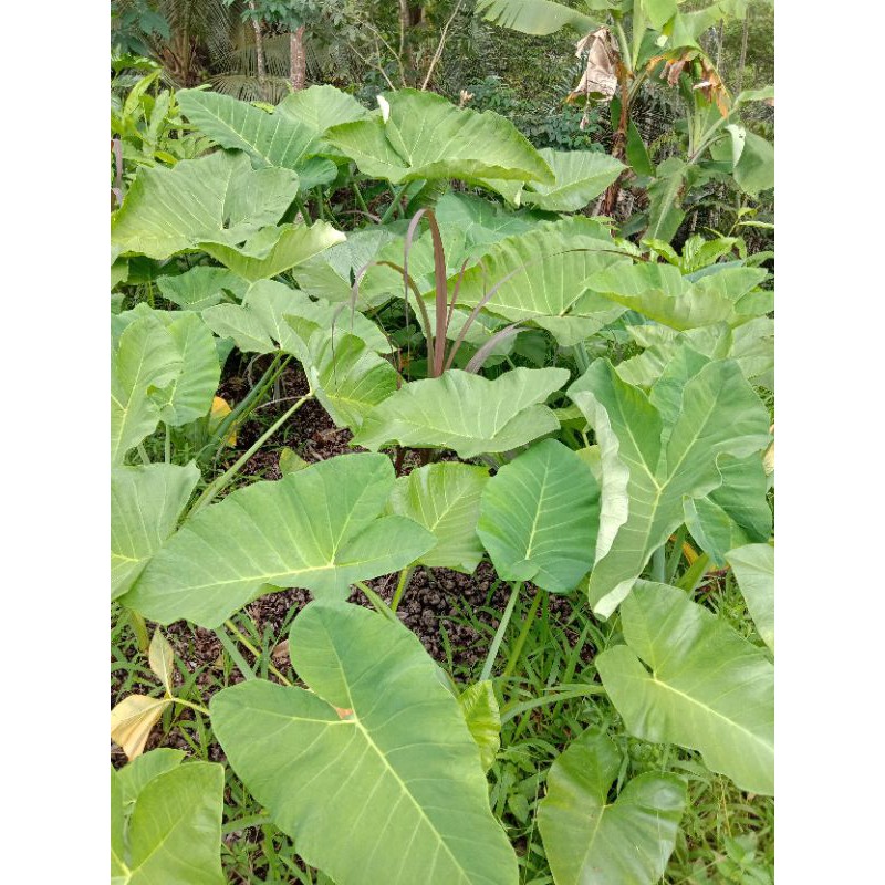 Jual BIBIT TALAS KIMPUL/TALAS SAYUR PER POHON | Shopee Indonesia