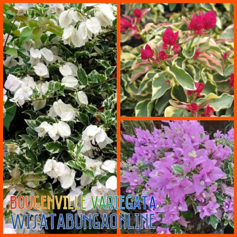 Jual tanaman hias bougenville variegata | Shopee Indonesia