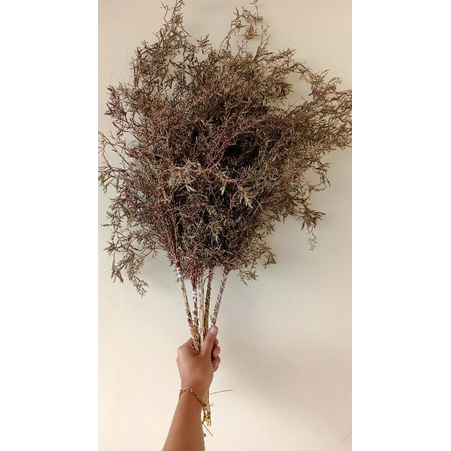 Jual bunga sereh merah asli original tanaman obat serai wulung | Shopee ...