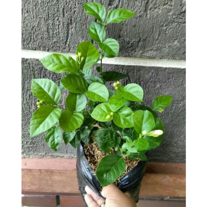 Jual Tanaman Hias Melati Jawa Bunga wangi / Tanaman Hias Hidup Melati ...