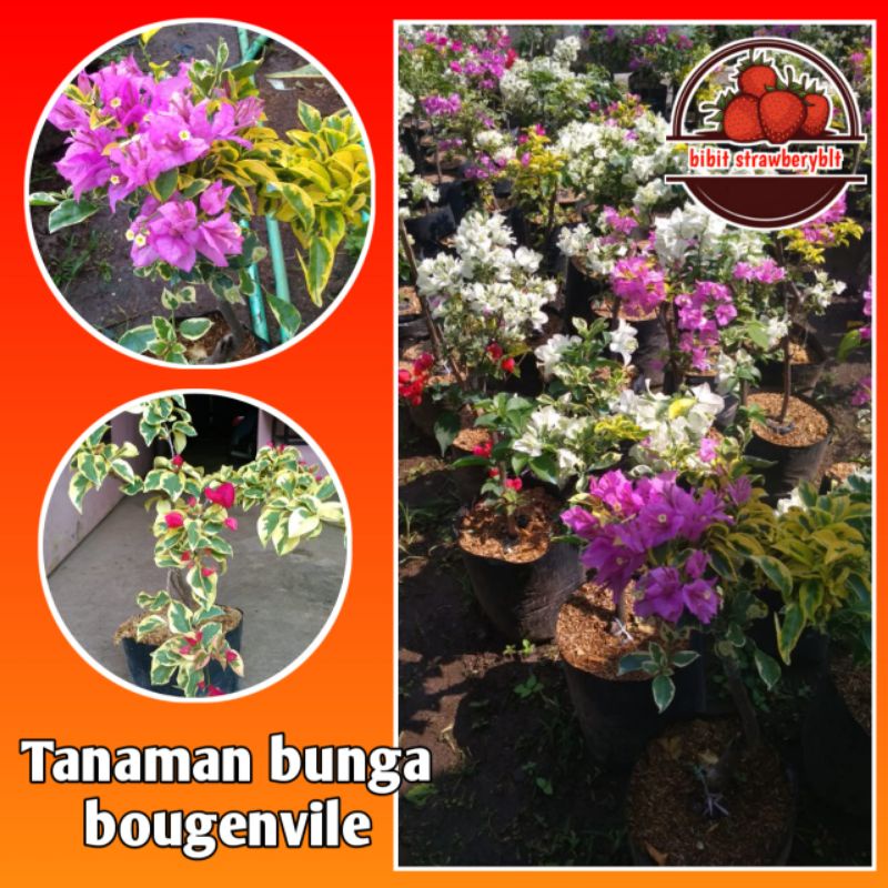 Jual Tanaman Bunga Bougenvile Berbagai Jenis Dan Warna Flower Cantik