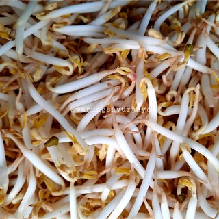 Jual Toge Segar harga pasar / Tauge Panjang 250 gram Indonesia|Shopee ...