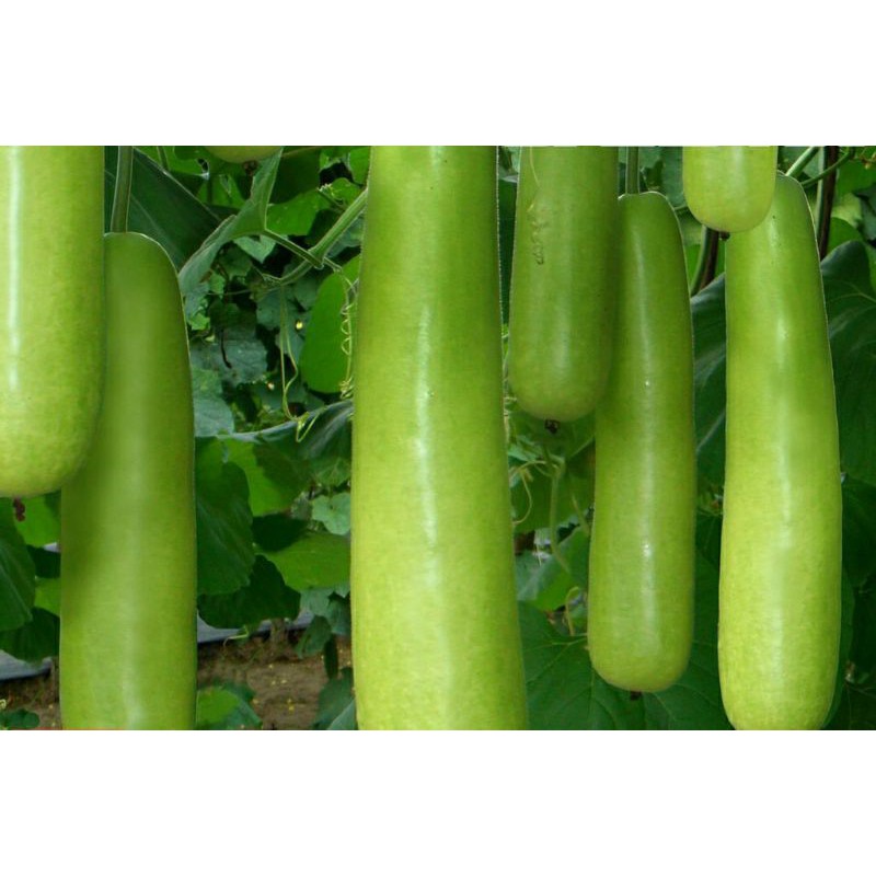 Jual 3 Benih Labu Air Panjang Balistik Bibit Sayuran Unggul | Shopee ...