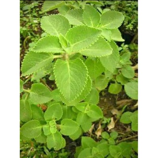 Jual tanaman jinten/jintan/tanaman herbal jintan/bibit pohon jintan ...