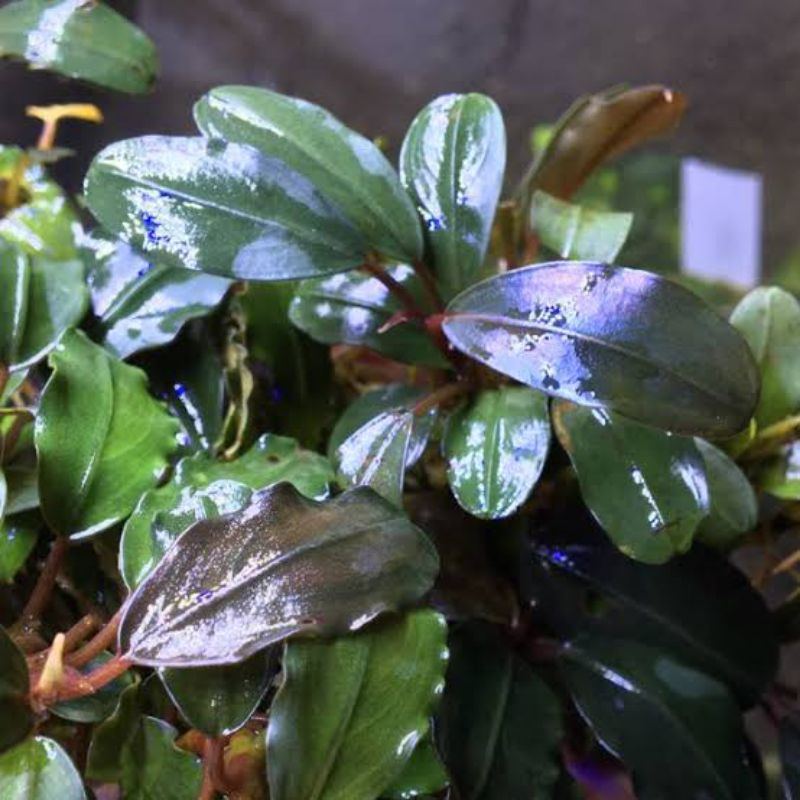 Jual Bucephalandra Theia beli 3 gratis 1 (Tanaman Aquascape) | Shopee ...