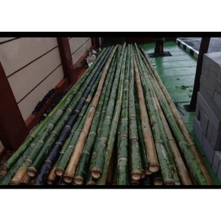 Jual JUAL BAMBU STEGER UK. 8/10 (MIN ORDER 50 BATANG) | Shopee Indonesia