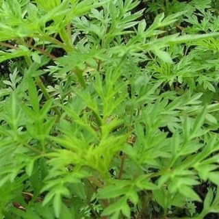 Jual Daun Curing Kenikir Sayur Segar Lalapan Pecel | Shopee Indonesia