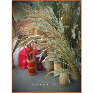 Jual Dried Flower Avena | Bunga Padi Hiasan | Padi Padian Gunung ...