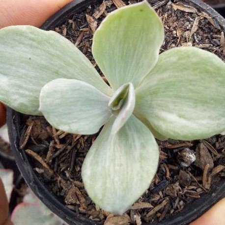 Jual sekulen murah | Shopee Indonesia