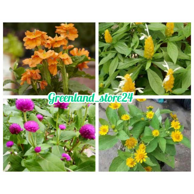 Jual Paket tanaman hias bunga - bunga - lollipop - crossandra - kancing ...