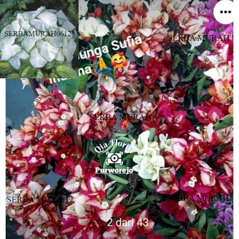Jual Tanaman Bougenville Bugenvile Bibit Bogenfile Sufia India