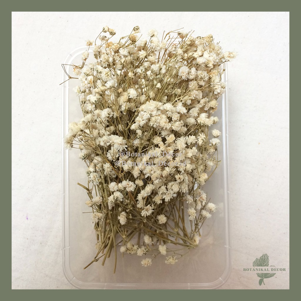 Dried Flower Baby's Breath Gypsophila Bunga Kering Asli White Putih ...