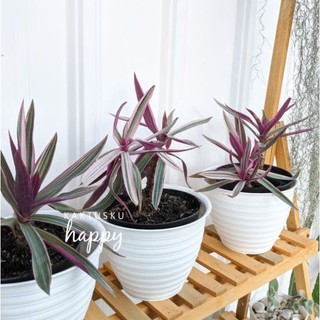 Jual RHOEO DISCOLOR - TANAMAN ADAM HAWA - NANAS KERANG TRADESCANTIA ...