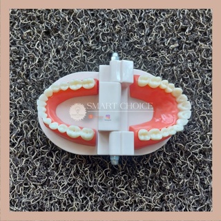 Jual Dental Model Study edukasi dokter gigi phantom studi rahang gigi ...